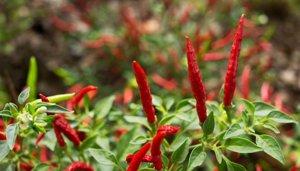 Piment : Réussir Sa Plantation Et Sa Culture Facilement