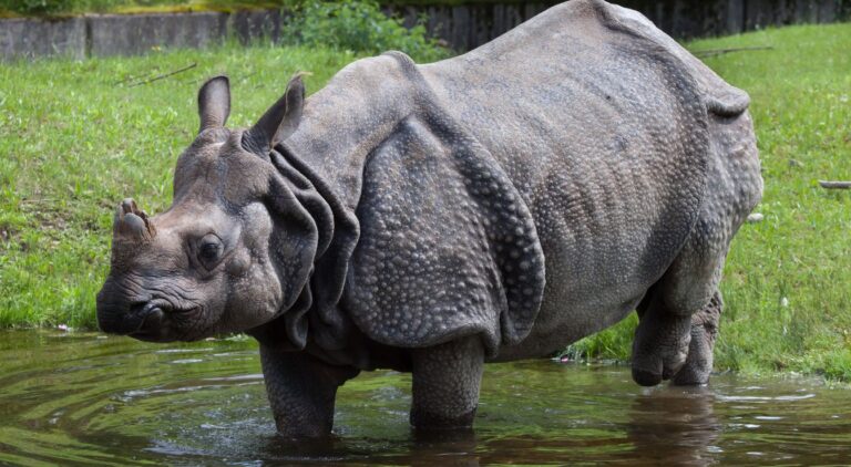 Rhinocéros : Tout Savoir Sur Ses Espèces Et Son Habitat