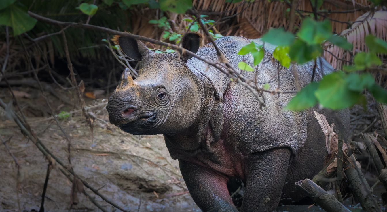 Rhinocéros De Java : Portrait De L’espèce La Plus Rare