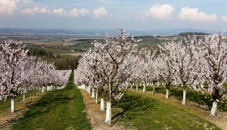 Abricotier Guide Complet Pour Cultiver Et Entretenir L’arbre