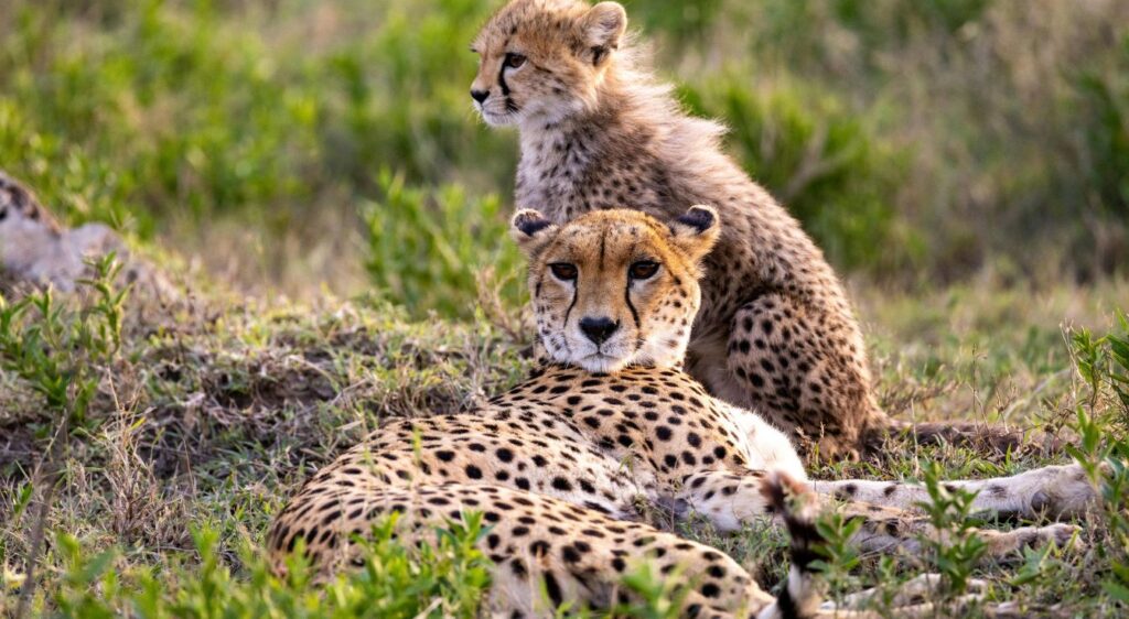 Animaux De La Savane : Liste Complète Et Caractéristiques