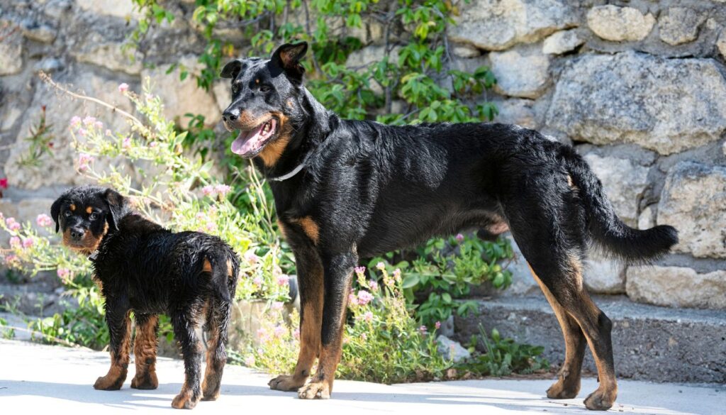 Beauceron : Un Chien Français Intelligeant Et Protecteur