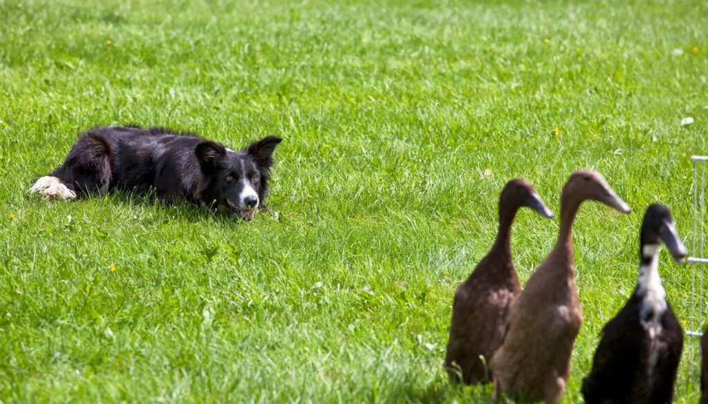 Border Collie : Guide Complet Sur La Race, Soins Et Dressage