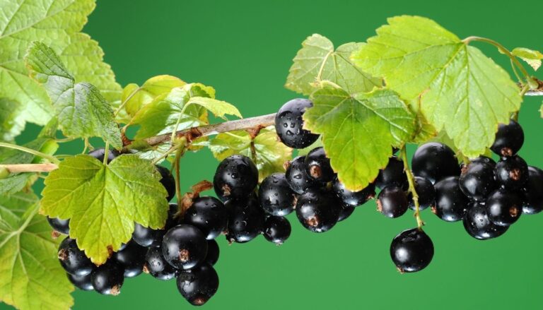 Cassissier : Guide Complet Pour Le Planter Et L'entretenir