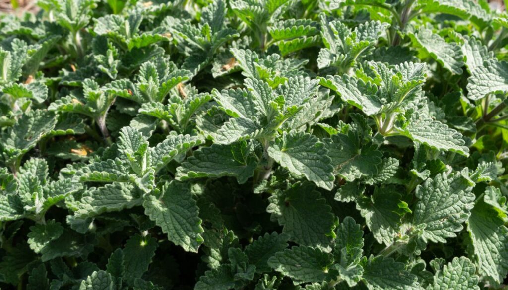 Cataire Guide Complet Sur Ses Caractéristiques Et Bienfaits