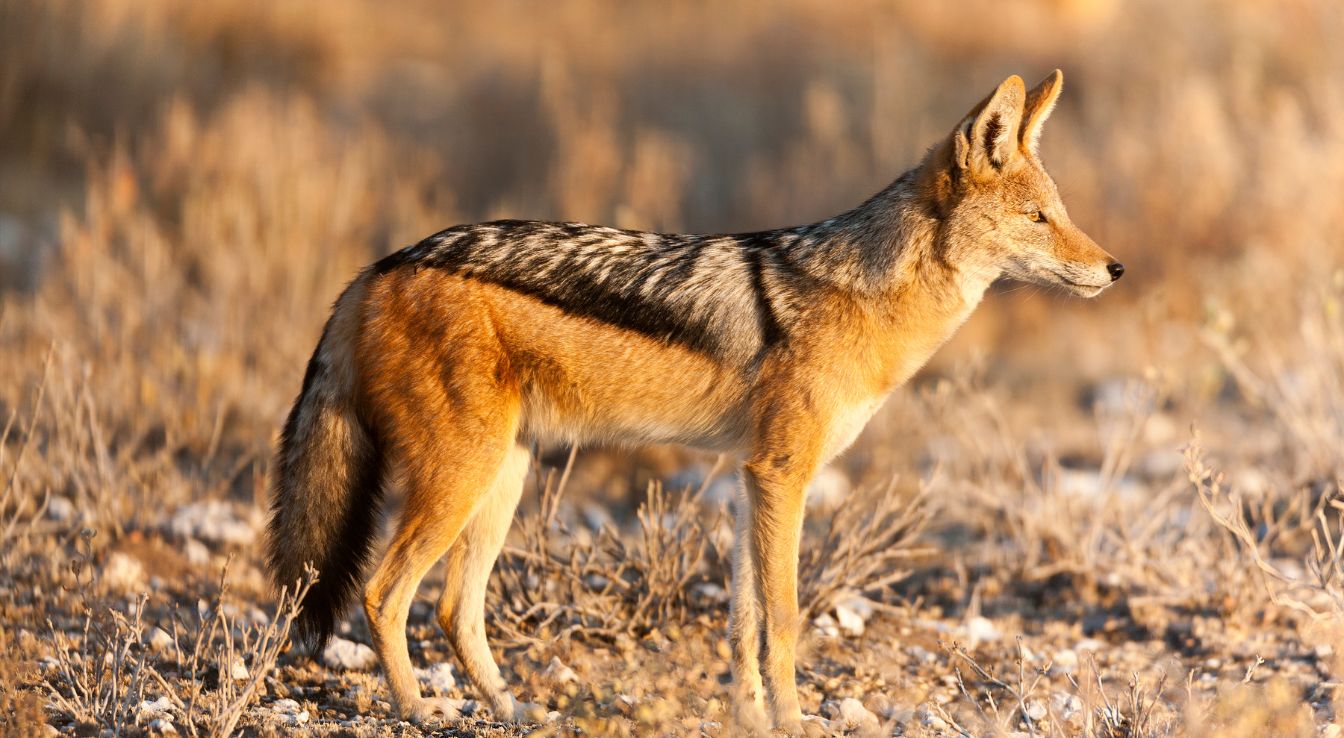 Chacal : Espèces, Comportement Et Habitat Naturel Détaillé