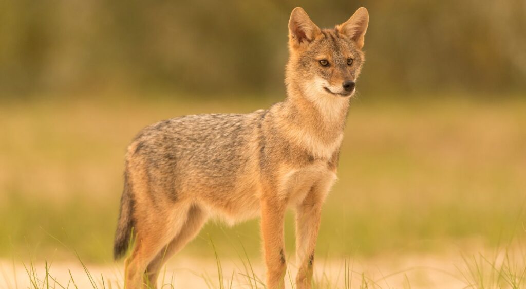 Chacal : Espèces, Comportement Et Habitat Naturel Détaillé
