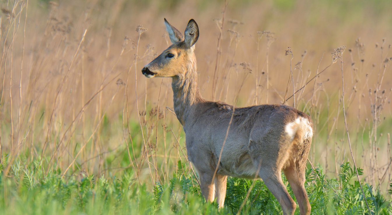 Roe Deer: Places of Life Observation and Protection in Nature