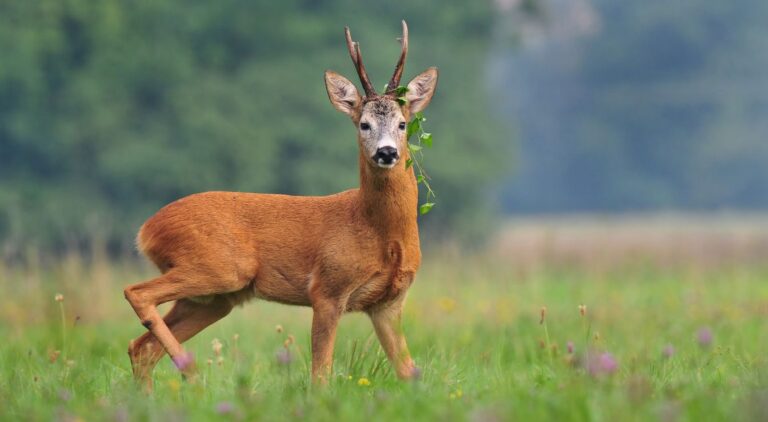 Roe Deer: Places of Life Observation and Protection in Nature
