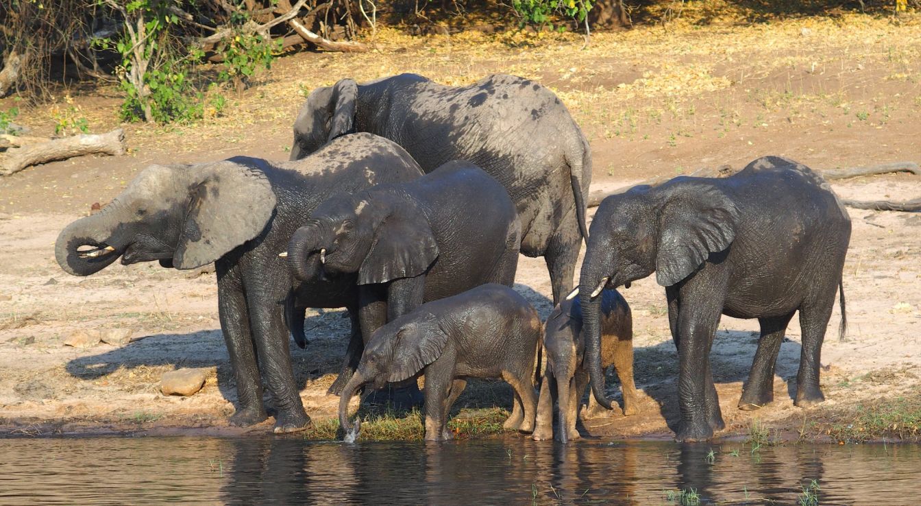 Éléphant, Tout Savoir Sur Ses Espèces Et Son Habitat Naturel