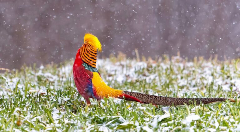 Faisan Doré : Guide Complet Pour L’Observation Et L’Élevage