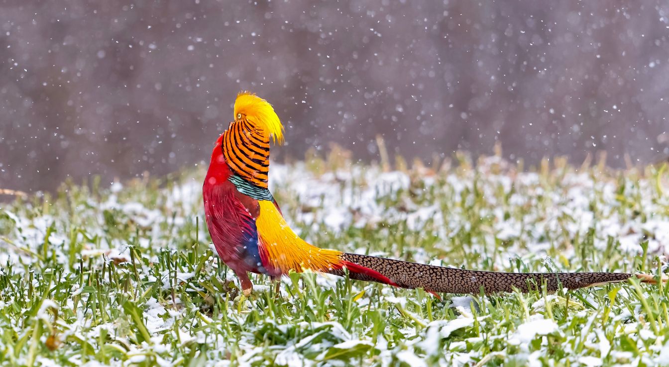 Faisan Doré : Guide Complet Pour L’Observation Et L’Élevage