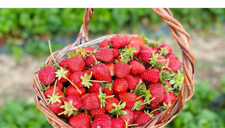 Fraise : Origine, Description, Variétés, Usages, Bienfaits
