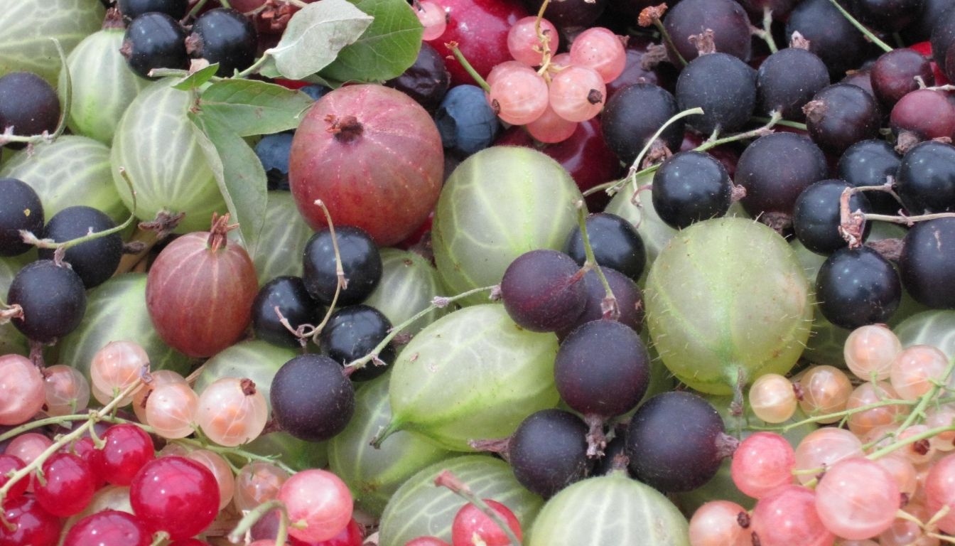 Groseille : Origine, Variétés, Usages Et Propriétés Santé