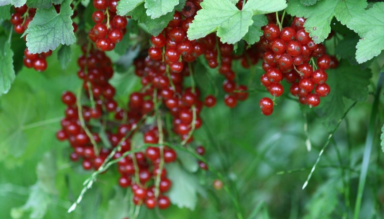 Groseille : Origine, Variétés, Usages Et Propriétés Santé