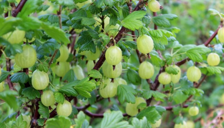 Groseillier : Guide Complet Pour Le Cultiver Et L'entretenir