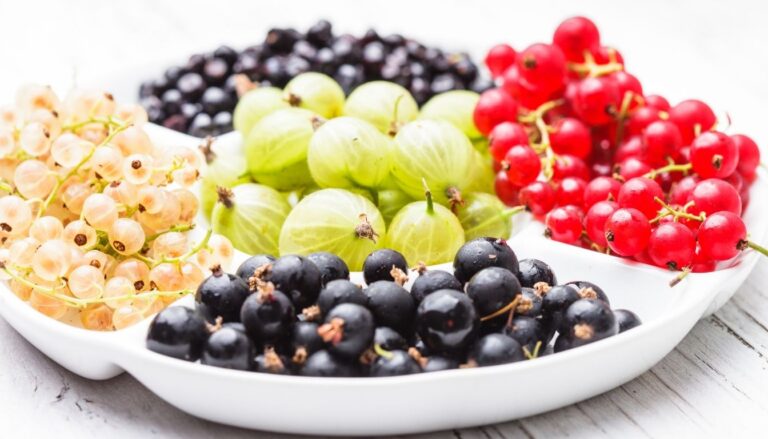 Groseille : Origine, Variétés, Usages Et Propriétés Santé