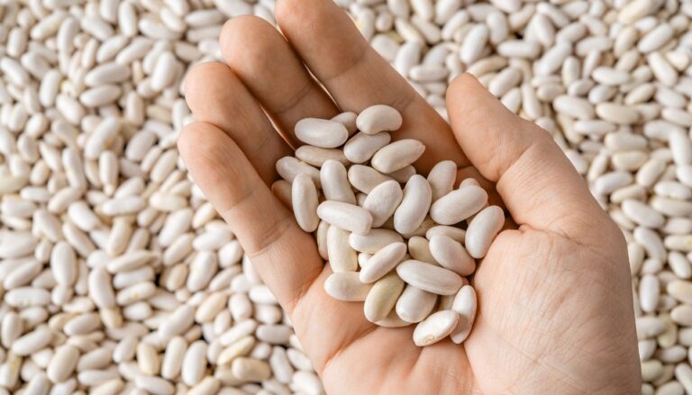 Haricot Blanc : Tout Savoir Sur Cette Légumineuse Blanche