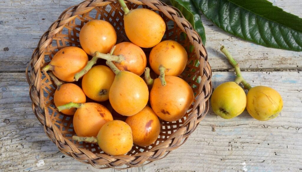 Nèfle : Tout Savoir Sur Son Origine, Ses Espèces Et Usages