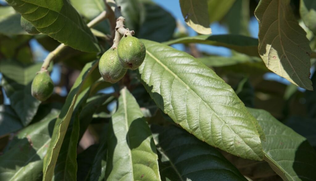 Néflier Du Japon : Conseils Pour Planter Et Protéger L’arbre