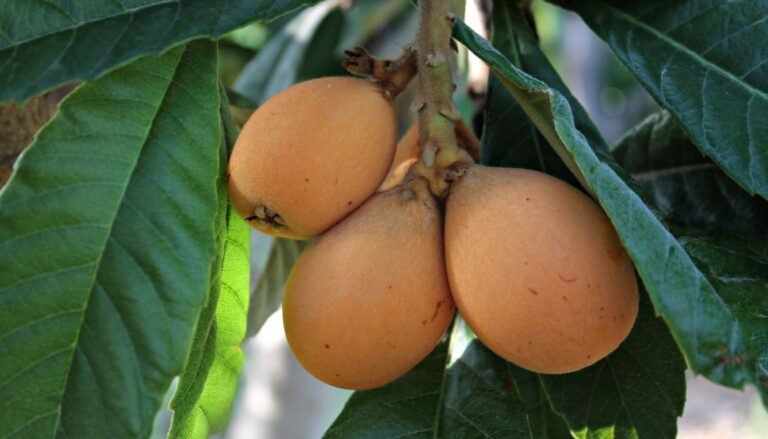 Nèfle : Tout Savoir Sur Son Origine, Ses Espèces Et Usages