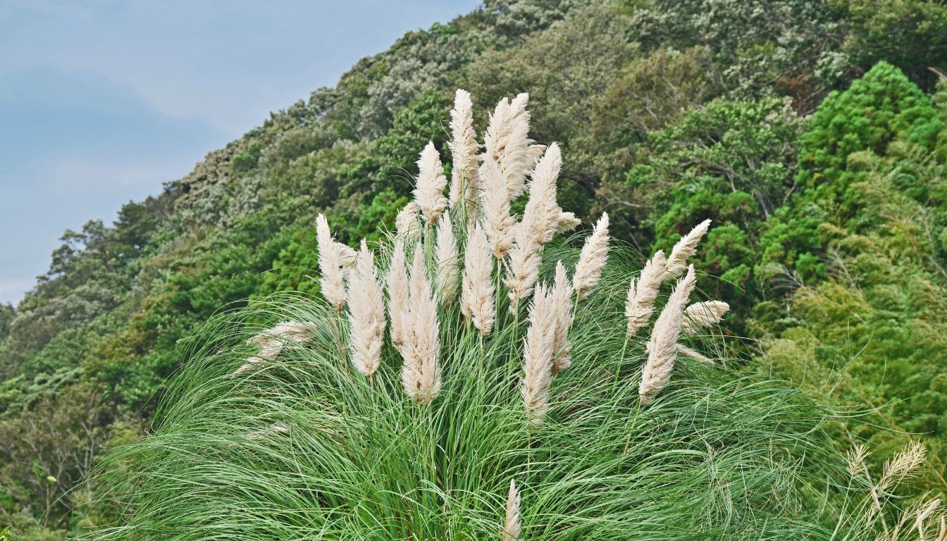 Herbe De La Pampa : Description, Origine, Usages Et écologie