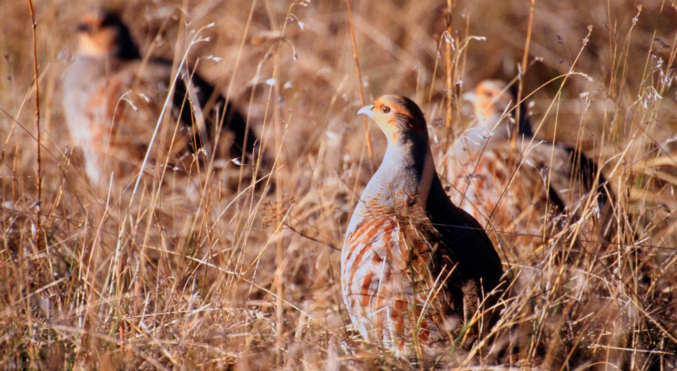 Perdrix Grise : Espèces, Répartition Et Statut Conservation