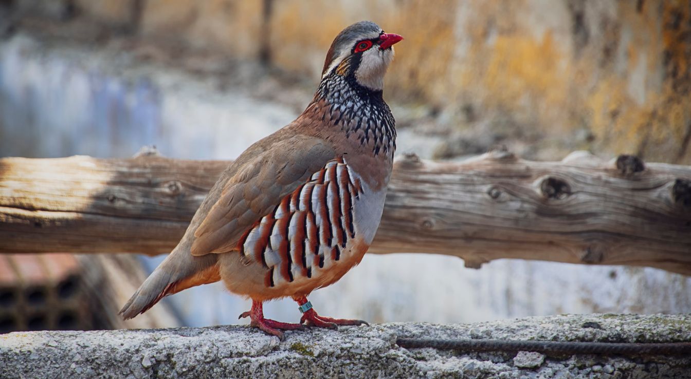 Perdrix Rouge : Origine, Habitat Et Caractéristiques Clés