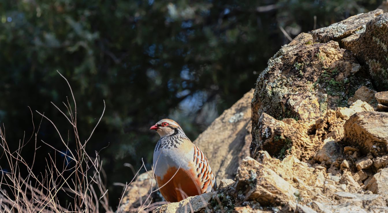 Perdrix Rouge : Origine, Habitat Et Caractéristiques Clés