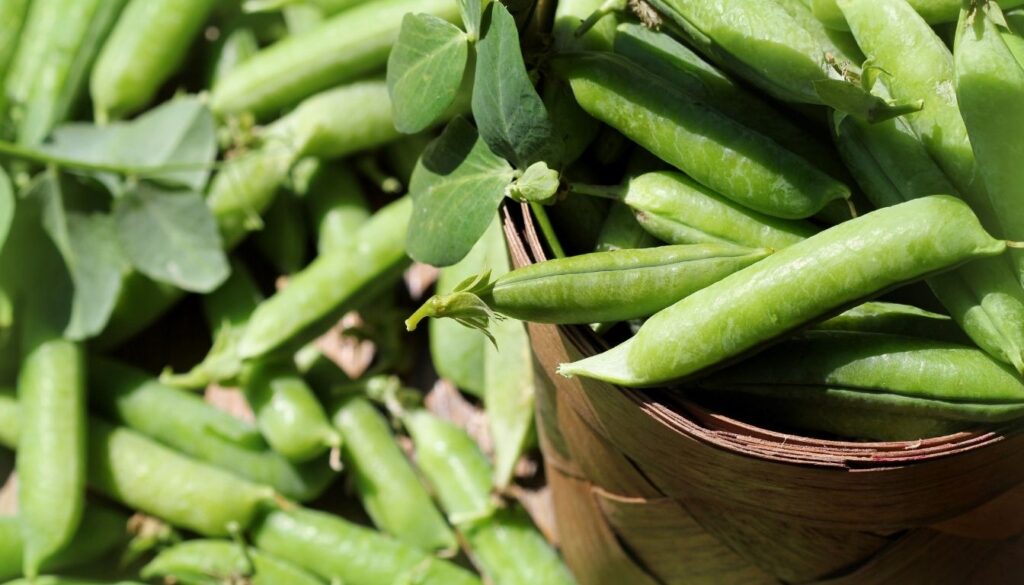 Petits Pois : Variétés, Milieu Naturel Et Culture Durable
