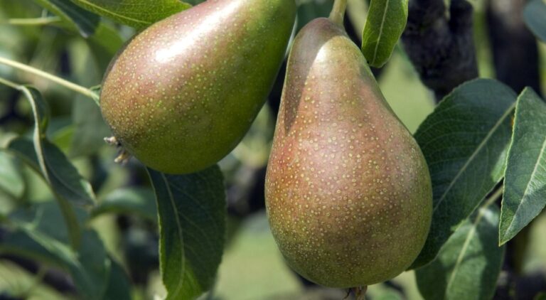 Variétés De Poires : 7 Sortes Incontournables à Connaître