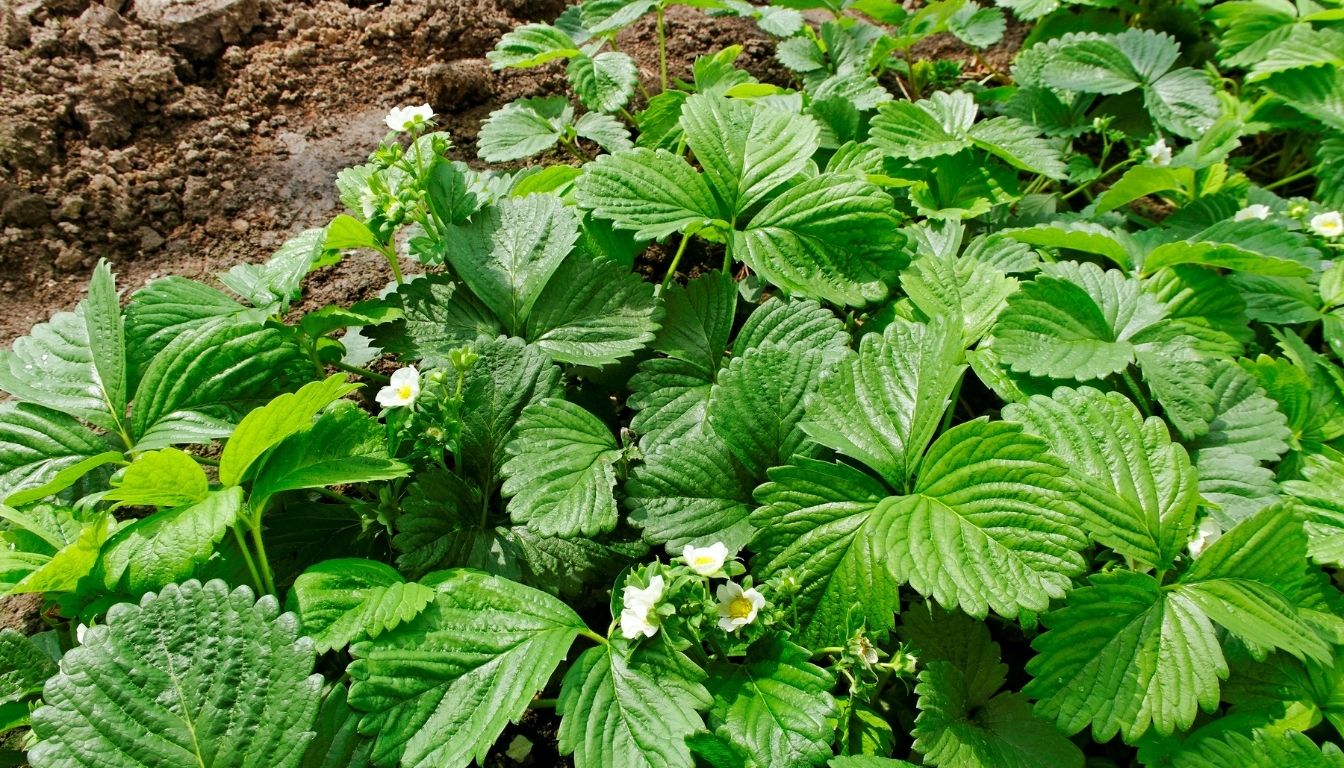 Fraisier : Où, Quand Et Comment Le Planter Et L'entretenir