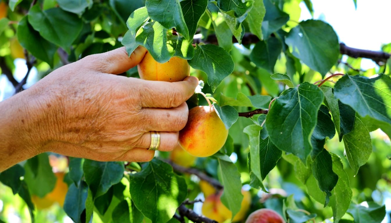 Abricotier Guide Complet Pour Cultiver Et Entretenir L’arbre