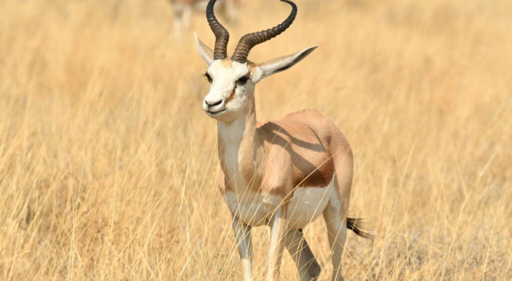 Springbok: Everything You Need to Know About the Southern African Antelope