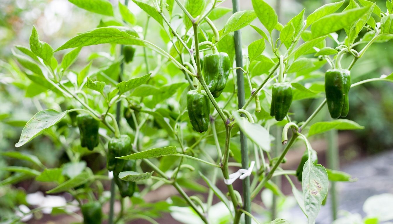 Planter Des Poivrons : Guide Complet Pour Réussir Sa Culture