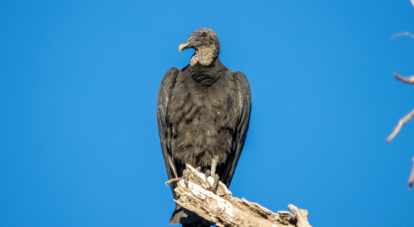 Urubu : Tout Savoir Sur Cet étonnant Oiseau Charognard
