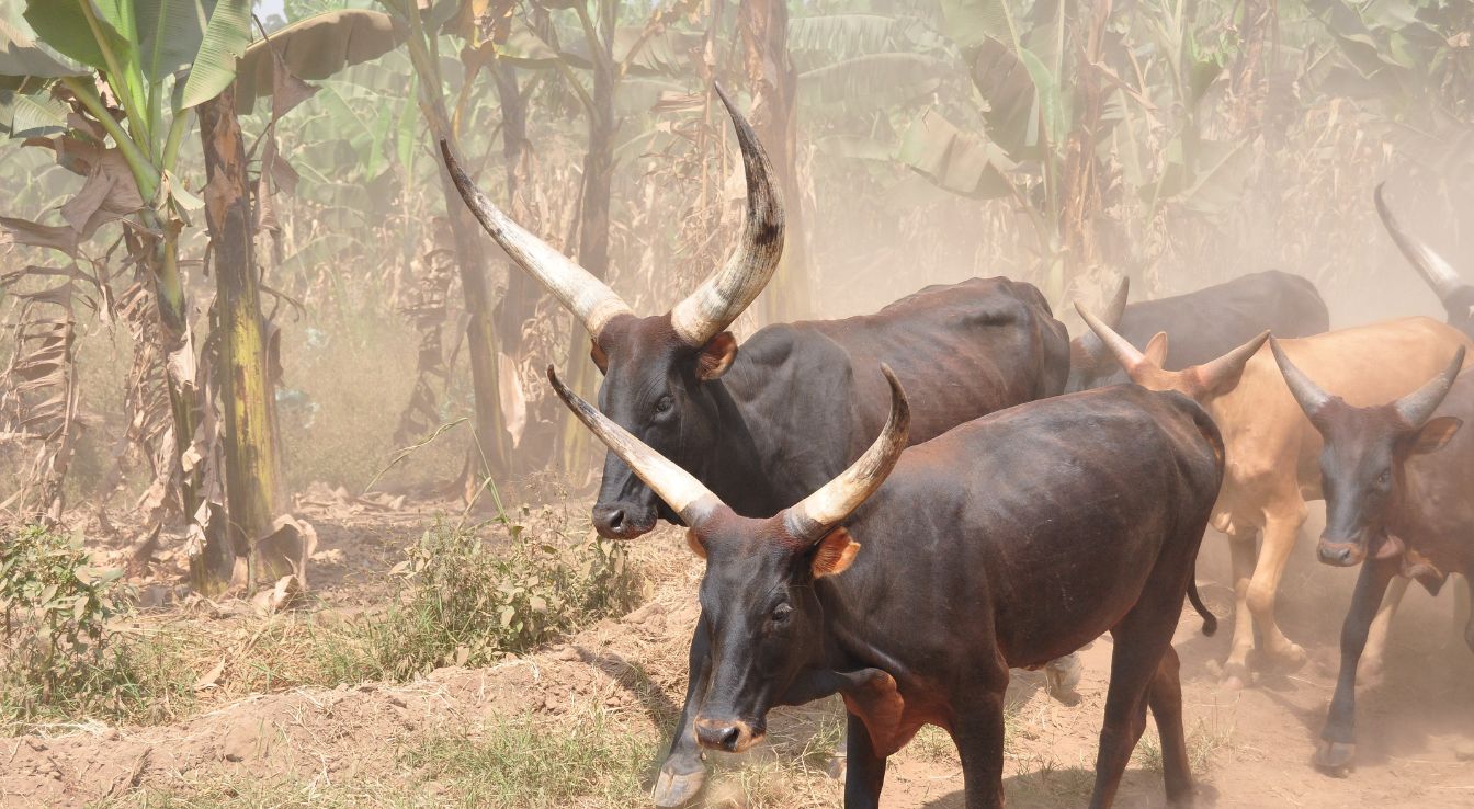 Watusi : Tout Savoir Sur Le Bovin Ankole D’Afrique