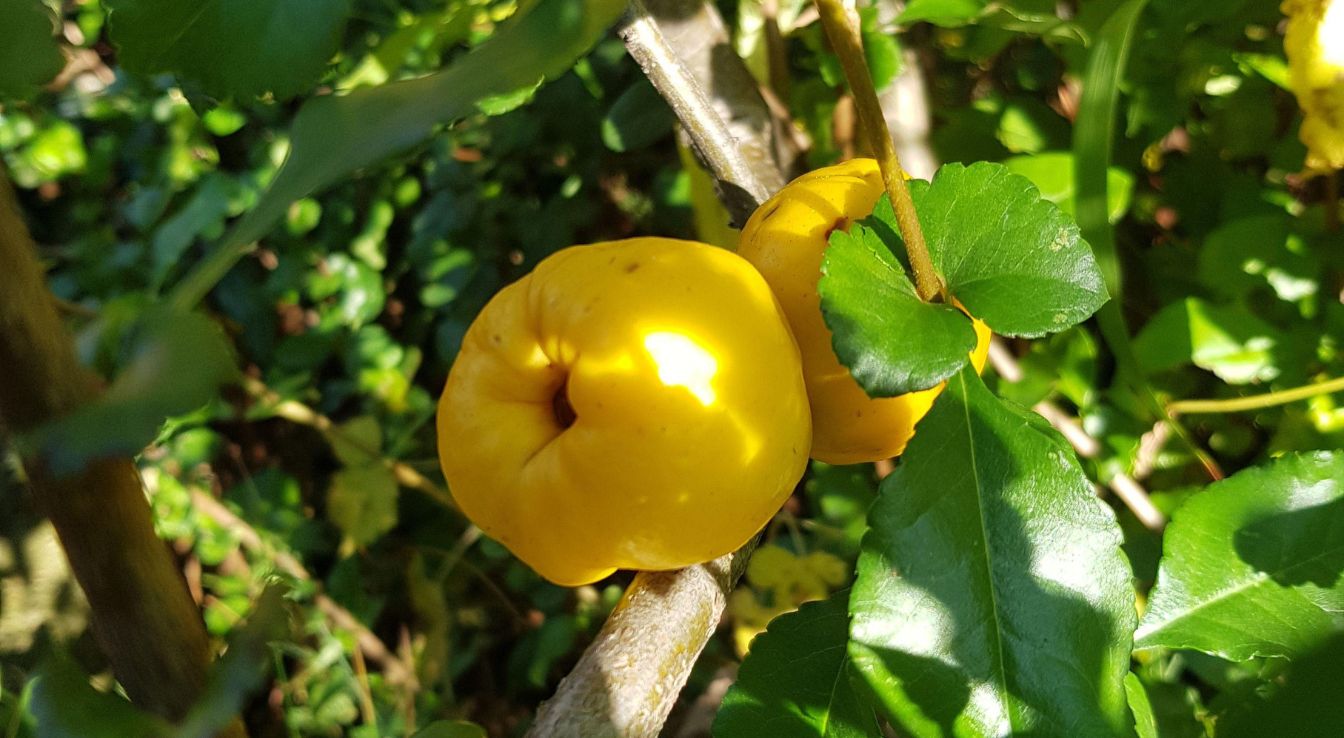 Cognassier : Comment Cultiver Efficacement Vos Fruits