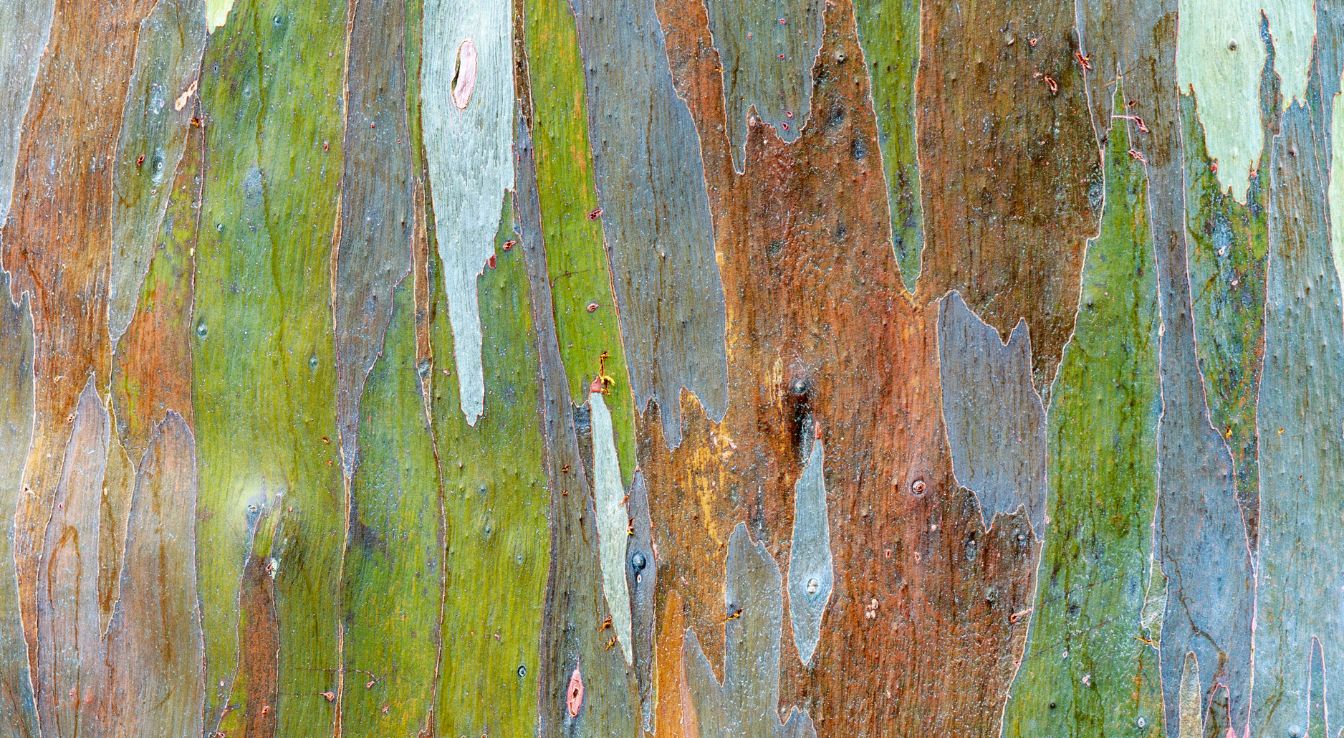 Eucalyptus Arc-en-ciel Un Arbre Aux Couleurs Spectaculaires