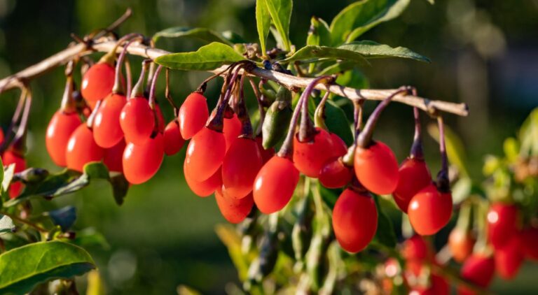 Goji : Comment Réussir Facilement Votre Culture Productive