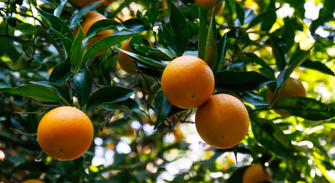 Orange Lane Late : Origine, Botanique, Utilisations, Santé