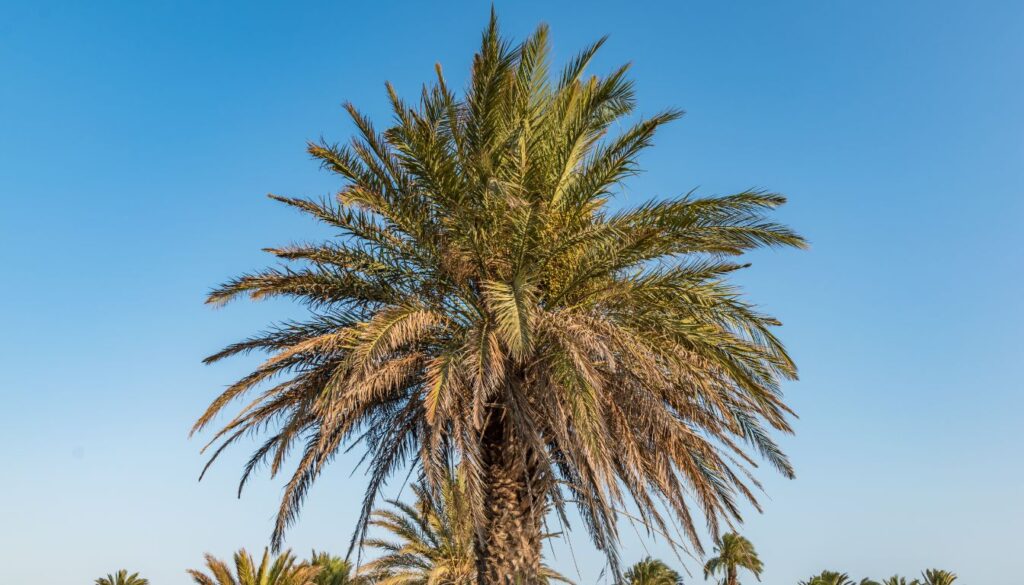 Phoenix Dactylifera : Tout Savoir Sur Le Palmier Dattier