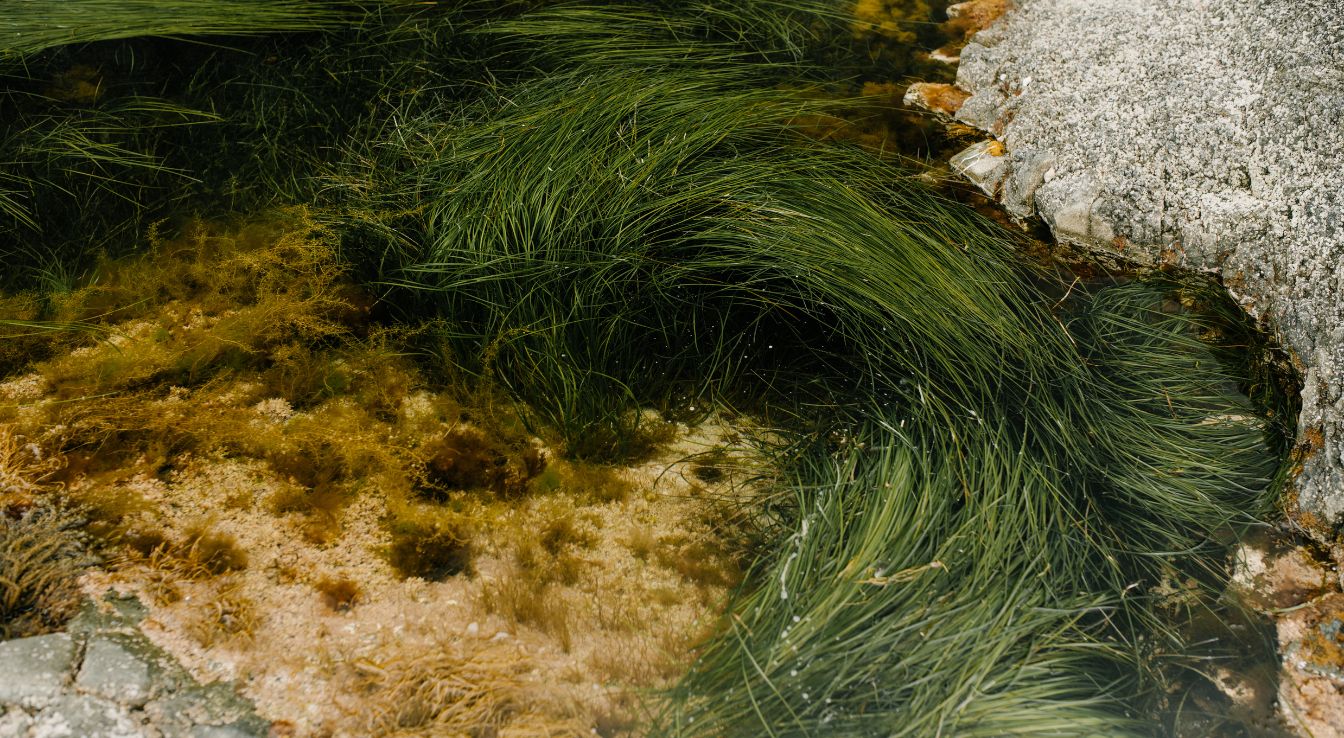 Algues Vertes : Tout Savoir Sur Ces Organismes Essentiels
