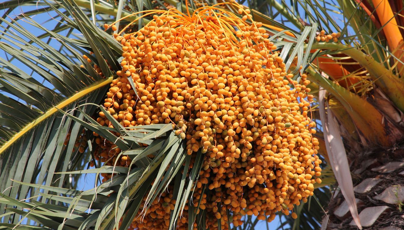 Phoenix Dactylifera : Tout Savoir Sur Le Palmier Dattier