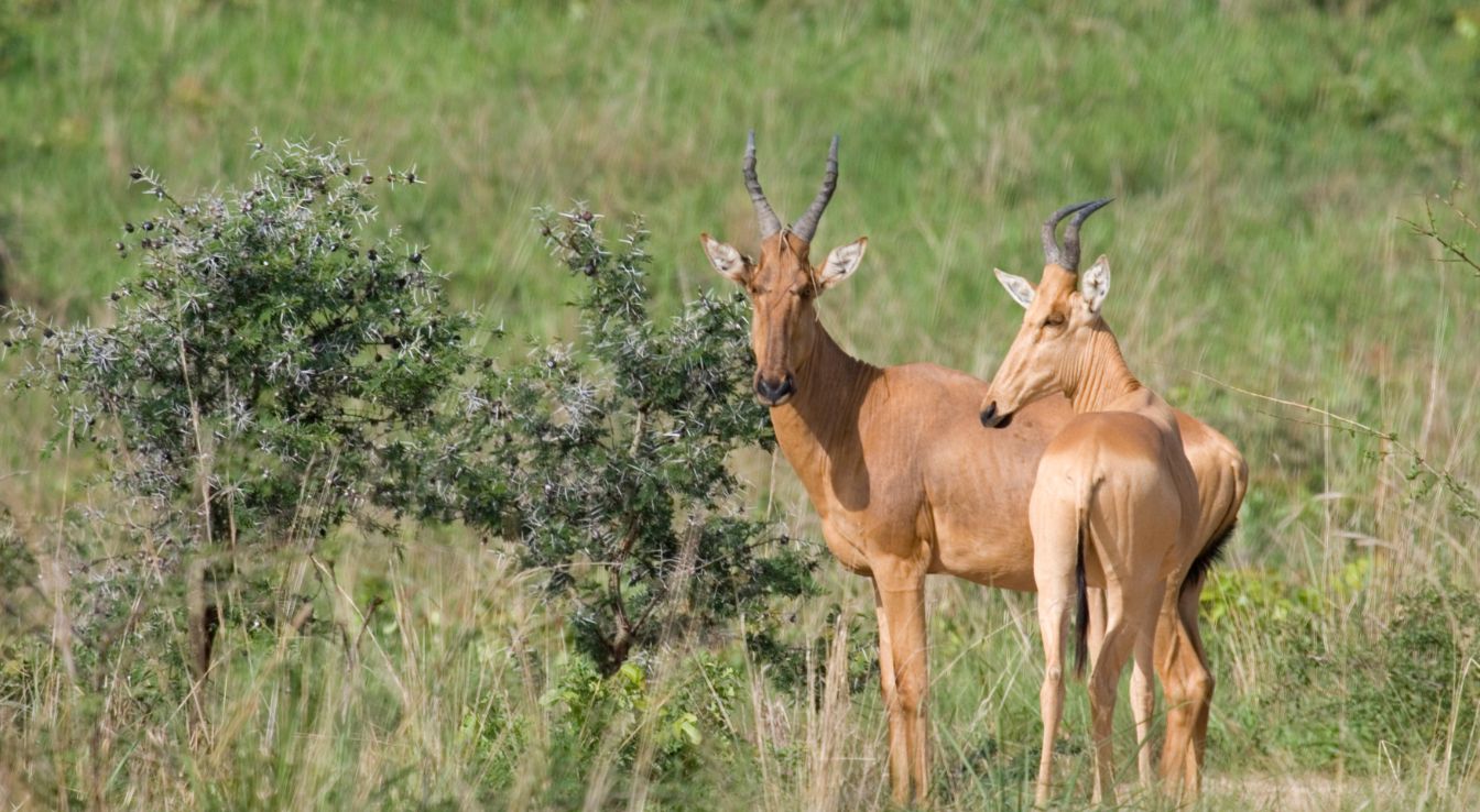 Bubale : Tout Savoir Sur Cet Animal Majestueux De La Savane