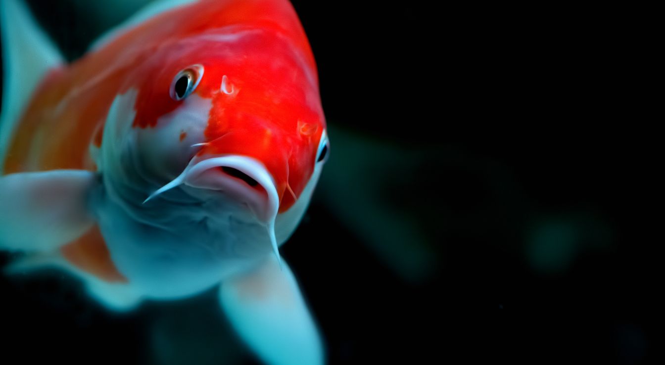 Carpe Koï : Guide Complet Sur Ses Variétés Et Couleurs