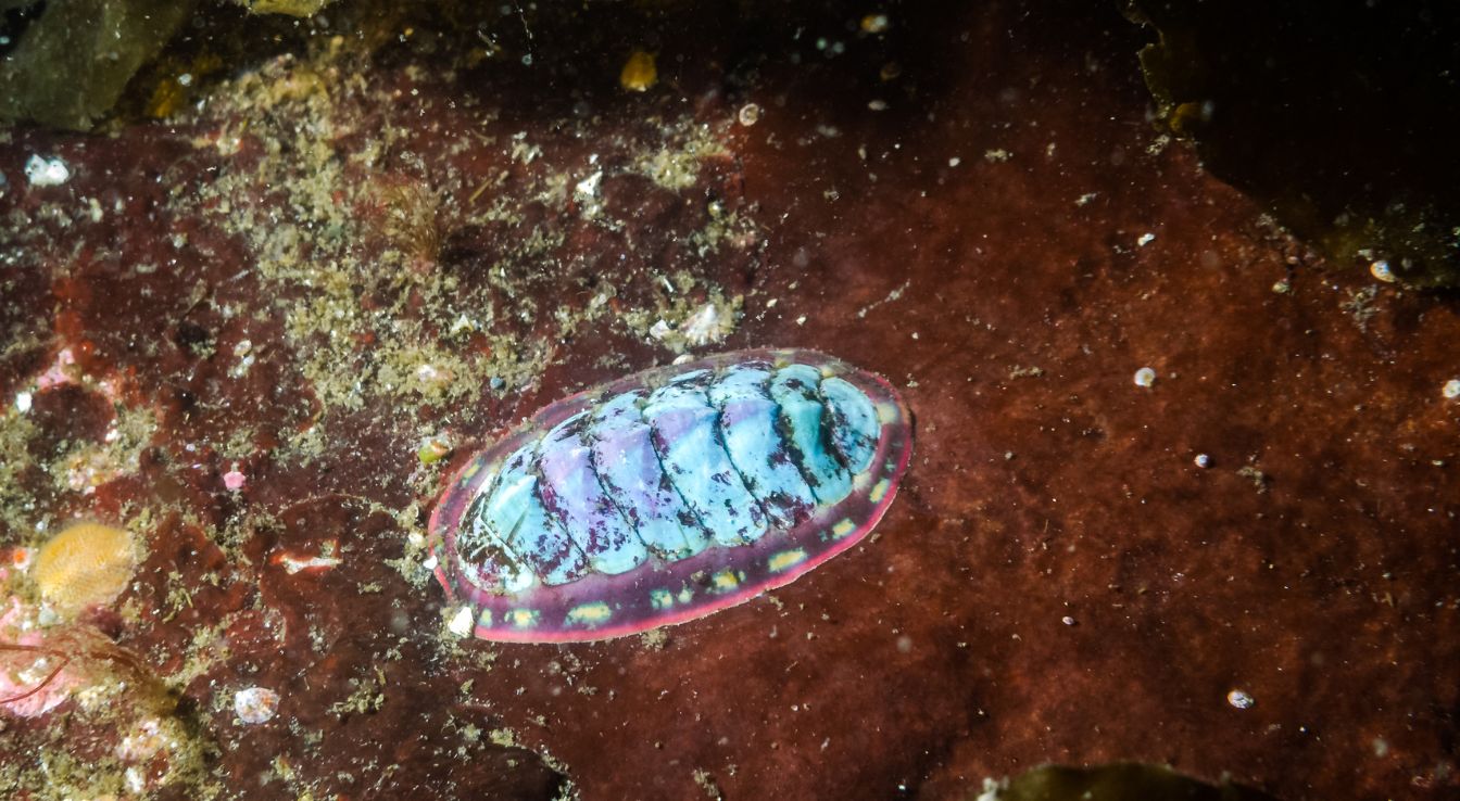 Chitons : Tout Savoir Sur Ces Mollusques Marins Fascinants