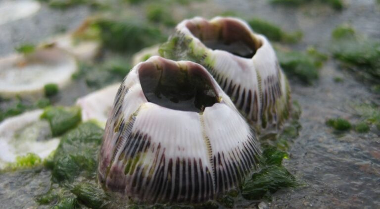 Cirripèdes : Tout Savoir Sur Ces Crustacés Marins Fascinants