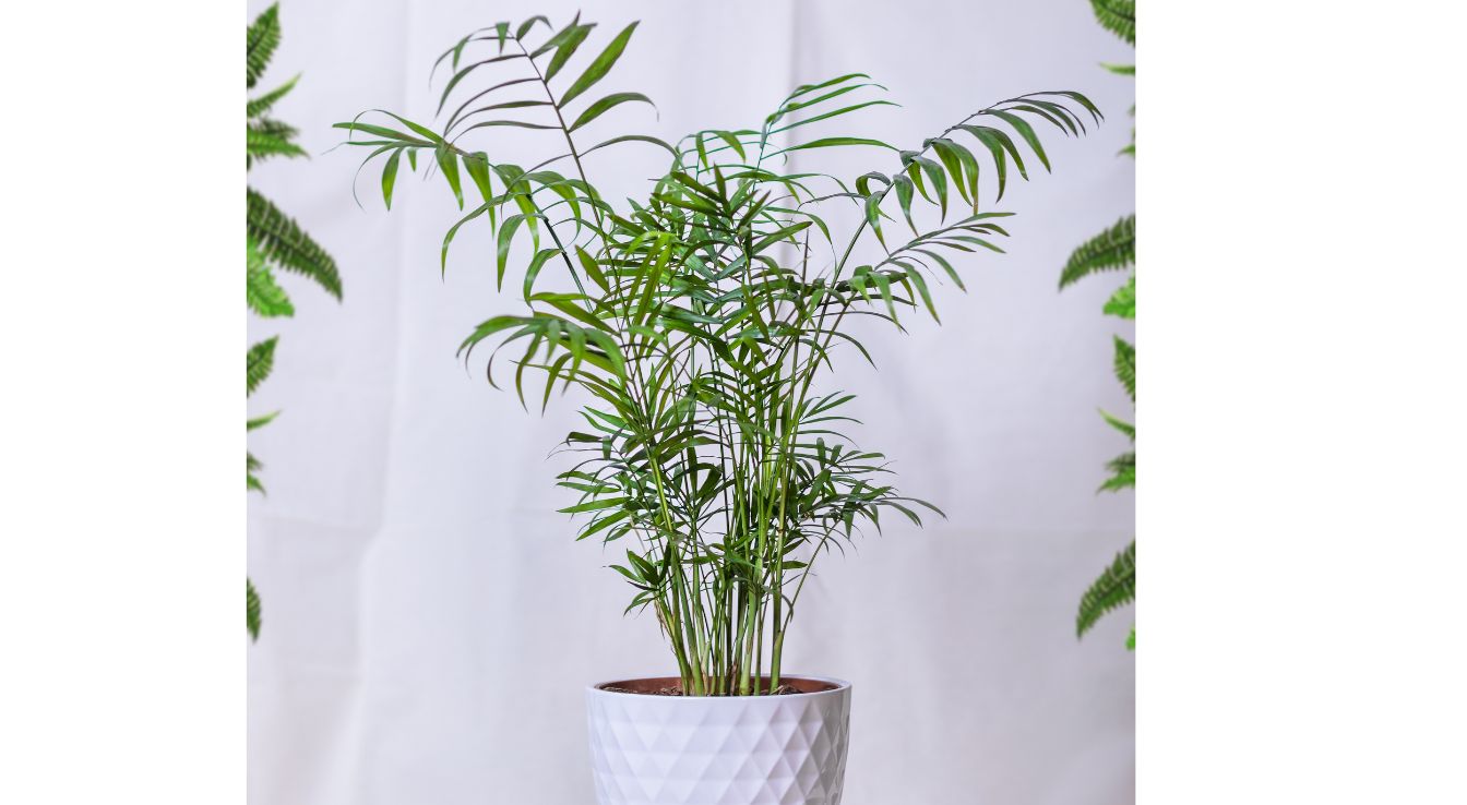Dattier Des Canaries : Comment Le Planter Et L'entretenir