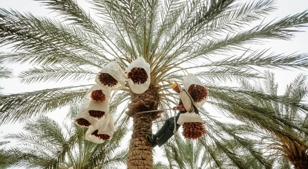 Datte Medjool Origine, Histoire Et Importance Mondiale